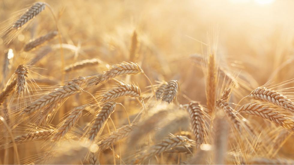 Malt Archives - Country Malt Group