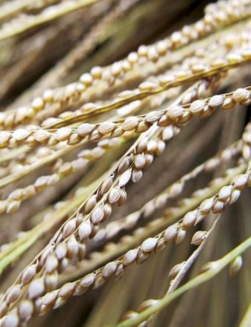 Introducing Fonio: An Ancient Grain Bringing New Possibility - Country ...